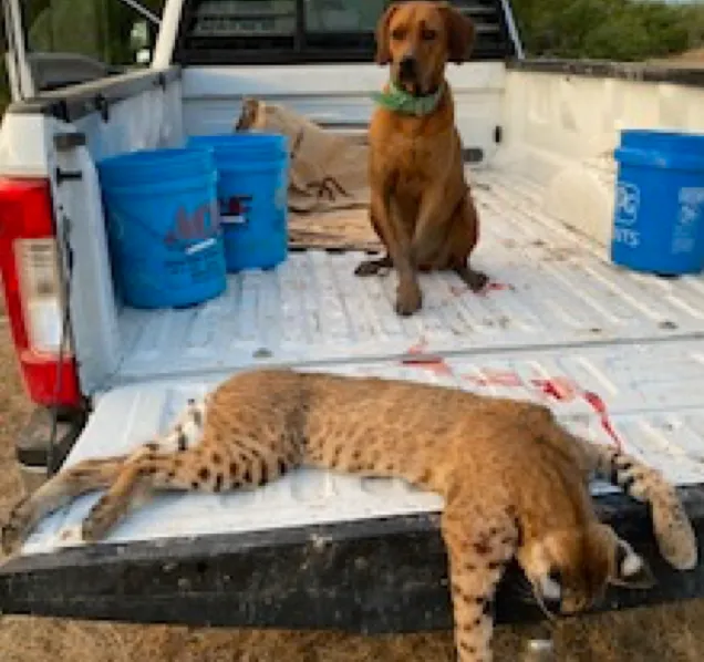 Predator Hunting in South Texas | Lazy H Outfitters
